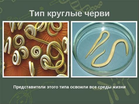 Круглые черви — общая характеристика как основных паразитов человека