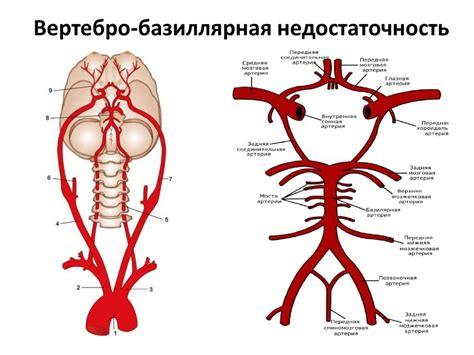 Анатомия, физиология как наука. Методы изучения. Анатомическая ...