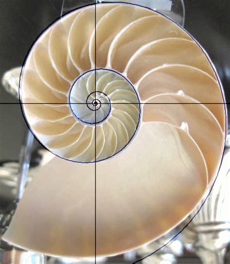 Fibonacci Sequence Shell