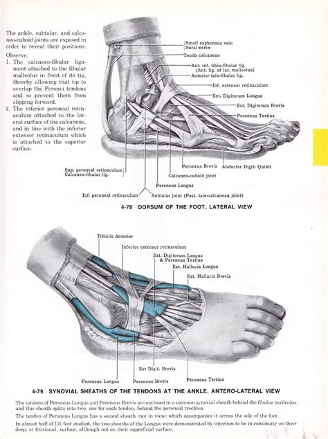 found archives chosen by KTHHPPPS: Images from GRANT'S ATLAS OF ANATOMY ...