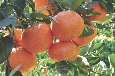 EU appeal court upholds Nadorcott registration | Article | Fruitnet