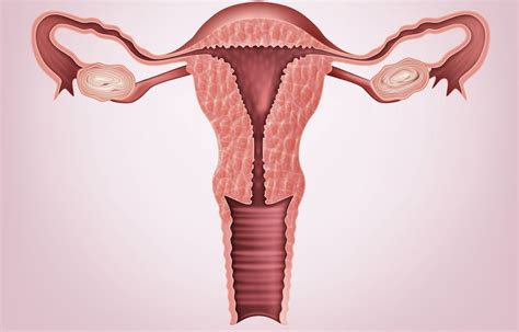 7 facts about the vagina | Live Science