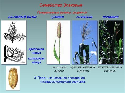 Семейство злаковые - презентация онлайн