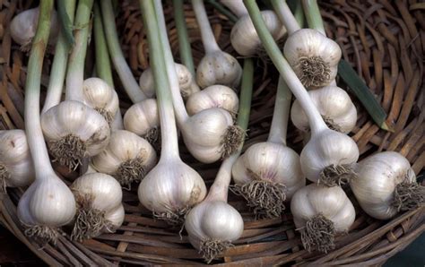 Чеснок посевной (Allium sativum L.) - лекарственное, съедобное растение ...