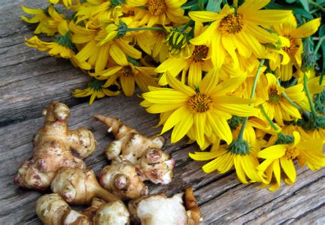 Полезные свойства листьев и цветков топинамбура - AgroFlora.ru