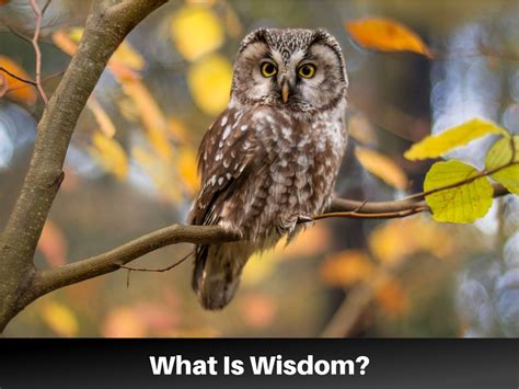 17 Symbols of Wisdom