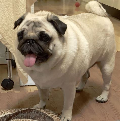 「Pug」おしゃれまとめの人気アイデア｜Pinterest｜Amelia Breskin