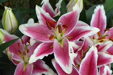 Lilie "Pink Brilliant" - Juli 2018 Foto & Bild | natur, blumen ...