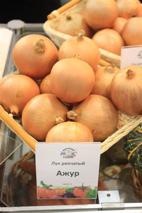 Выращивание лука репчатого из семян