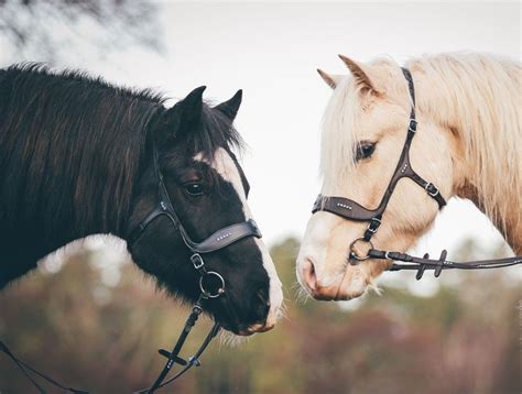Pin di Ada King su Horses | Equitazione