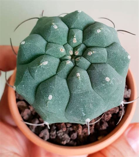 Матукана Мадисониорум. Уход, полив, выращивание :: myPlants