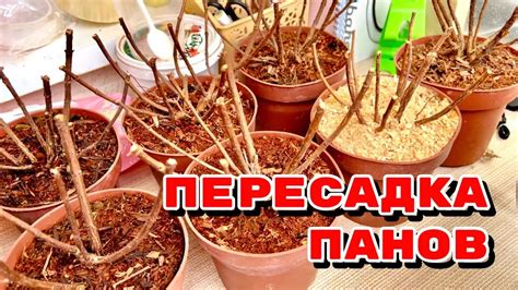 06.02.24 🪴 Паны от Оксаны / гортензия серия ПАН - YouTube