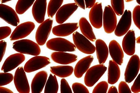 Kressen 이미지 – 찾아보기 101 스톡 사진, 벡터 및 비디오 | Adobe Stock