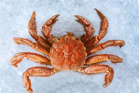Краб — крабовое мясо, фото, виды и названия крабов | Характеристика