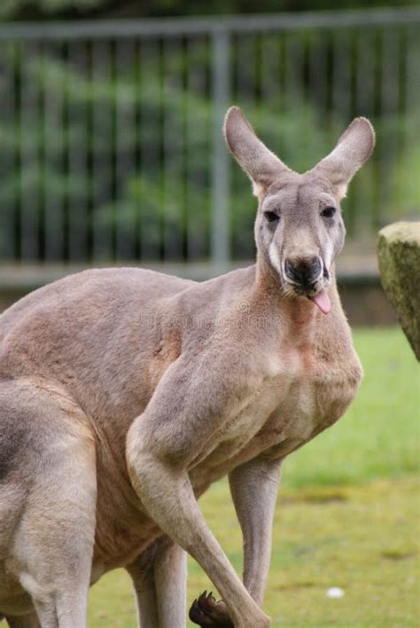 Красный кенгуру - Rufus Macropus Стоковое Изображение - изображение ...