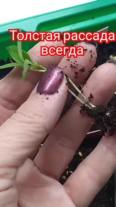 КАК ПОСАДИТЬ Перец на РАССАДУ. ВСЕГДА получается супер - YouTube