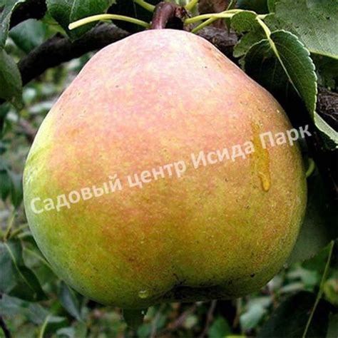 Груша Николай Крюгер саженцы купить в Москве и Подмосковье в питомнике