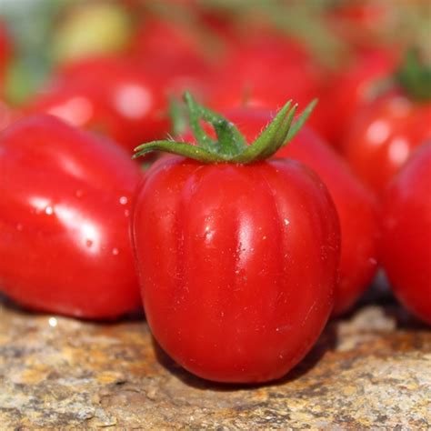Deaflora - Tomate Cherry Accordeon (Multiflora)