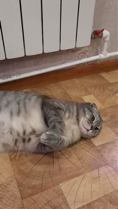 😻Котик греется возле батареи - YouTube