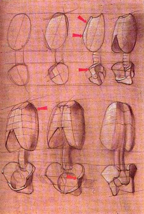Bammes | Анатомия, Рисование, Рисунки фигур