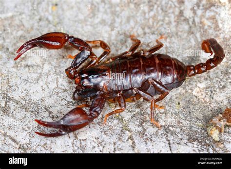German scorpion (Euscorpius germanus), on a stone, Austria Stock Photo ...