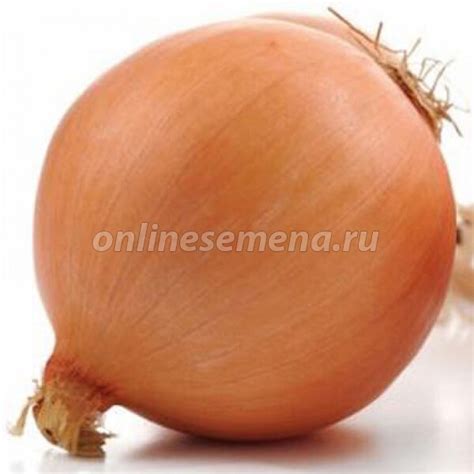 Лук репчатый Мастер’ из каталога Семена овощей ПРОФИ – купить с ...