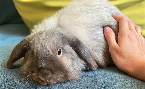 Comment savoir si son lapin nain est malade