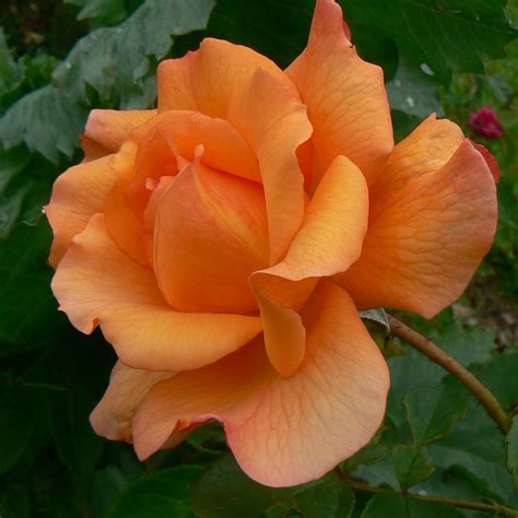 Autumn Sunset Rose