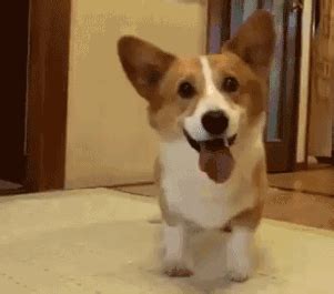 Happiness... Joy... Excitement... Happy Animals, Cute Funny Animals ...