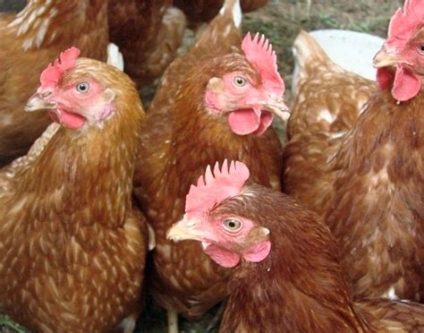 Куры несушки Ломан-Браун и Легорн: 150 грн. - Сільгосп тварини Кам ...