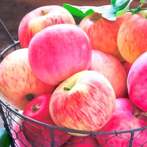 🍎🍎Яблони летних сортов — это раннеспелые виды, которые приносят урожай ...