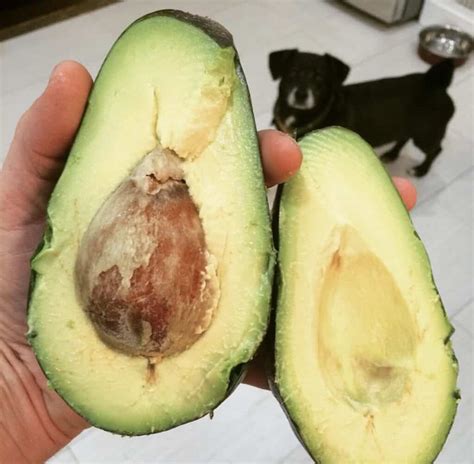 Zutano Avocado Grow Guide - Tropical Tree Guide