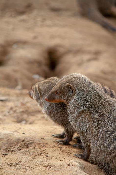 Zoo Animel Tierwelt - Kostenloses Foto auf Pixabay - Pixabay