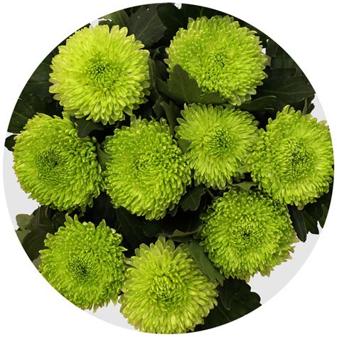 Хризантема одноголовая Коко зелёная (Coco Green)