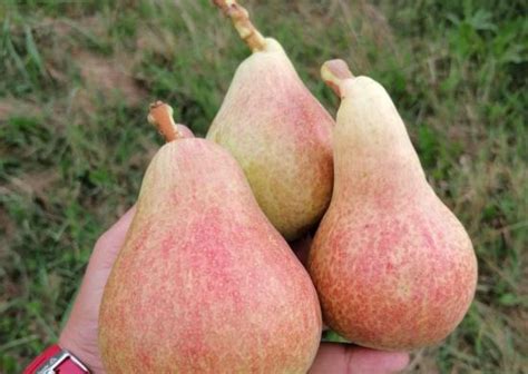Гьотова масловка - Яблена натура и Партнърс ООД - Био продукти ...