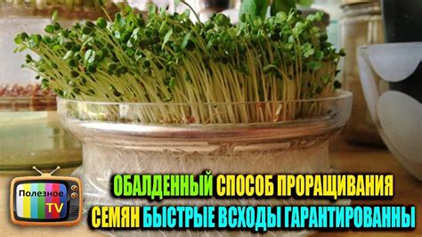 ОБАЛДЕННЫЙ СПОСОБ ПРОРАЩИВАНИЯ СЕМЯН БЫСТРЫЕ ВСХОДЫ ГАРАНТИРОВАННЫ ...