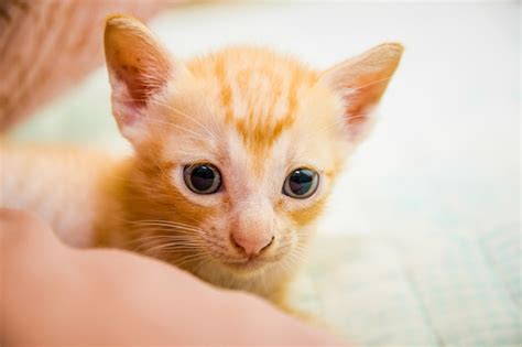Premium Photo | Cat