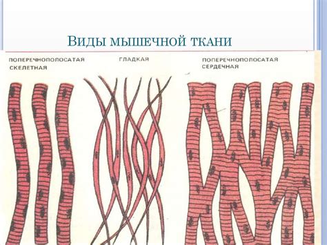 Мышечная система человека (занятие 1) - online presentation