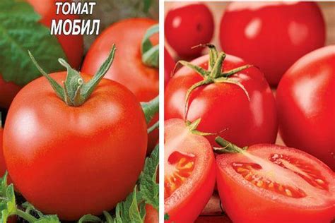 Томат Мобил: характеристика и описание детерминантного сорта с фото