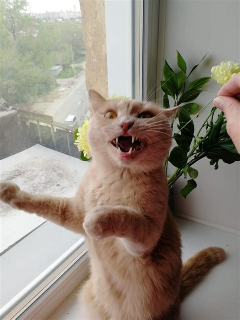 Котик сатана | Пикабу