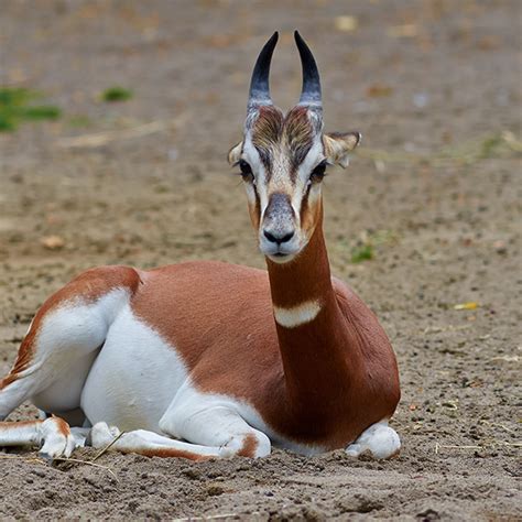 Gazelle | Zoologiste.com