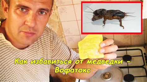 Вофатокс от медведки | Corn, Food, Vegetables