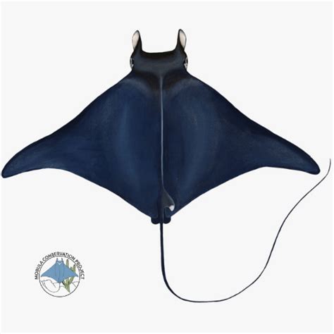 WHAT IS A MOBULA? - Mobula Conservation