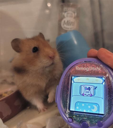 My 2 pets 🥰 : r/tamagotchi