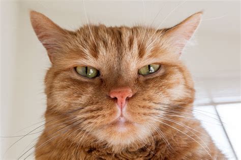 Mad Cat