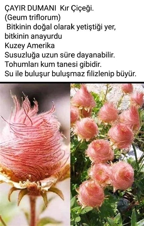 Роза де сарон - фото и картинки: 69 штук