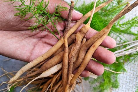 Ayurveda for Weight Gain: Incorporating Food, Herbs, and Lifestyle ...