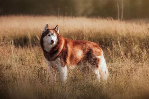 Beautiful Siberian Husky Colors, Patterns and Markings – timberwolfpet