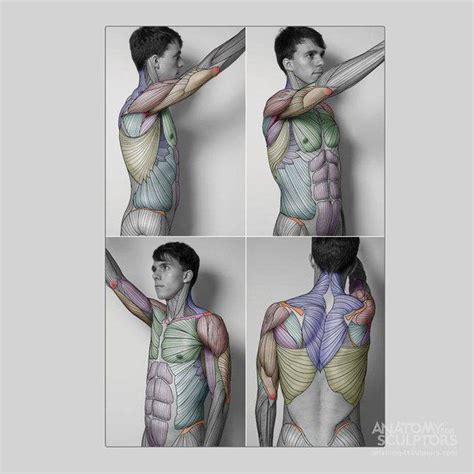 Анатомия для скульпторов ,художников. | Human anatomy drawing, Anatomy ...