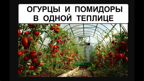 Томаты и огурцы в одной теплице - YouTube